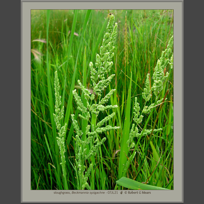 grasses - studio five